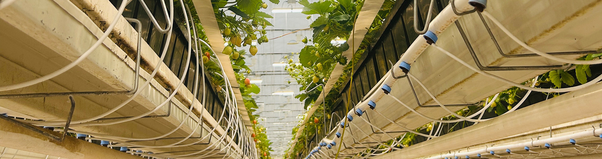 Cogeneration | Ever Tru Farms